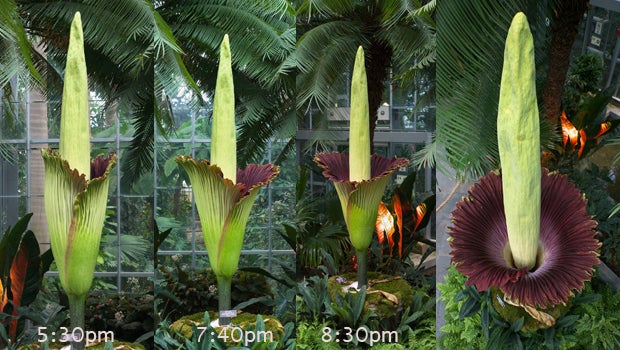 What Does A Blooming Corpse Flower Look Like | Best Flower Site