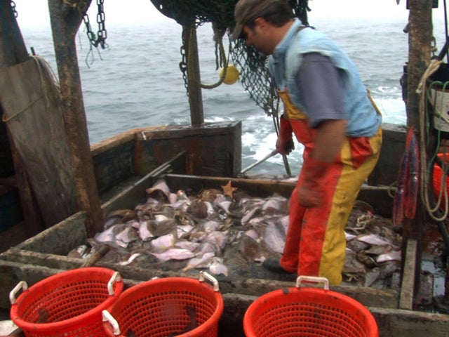 Cod fishermen say limits on their catch threaten their livelihoods ...