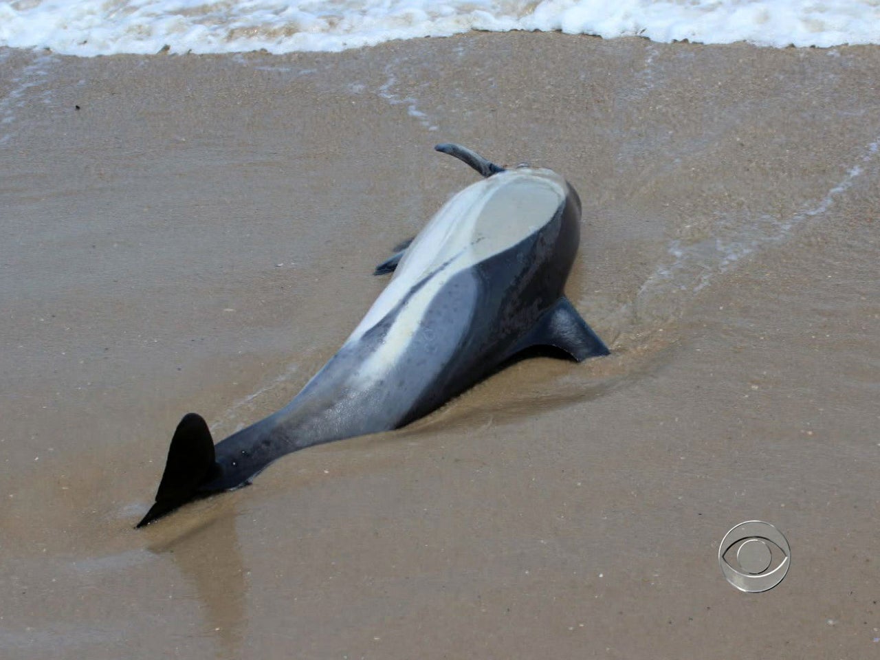 Dead dolphins washing up on East Coast shores - CBS News