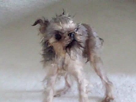 Imagined conversations with one very wet dog - CBS News