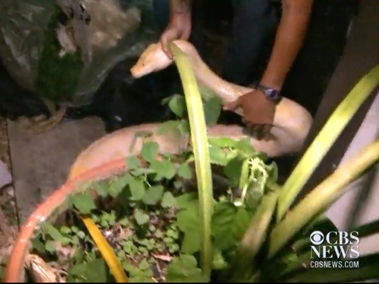 14-foot python discovered in Florida shed eating cat skull - CBS News