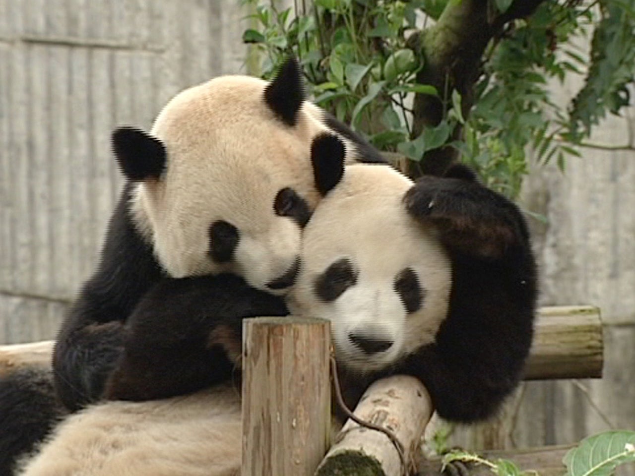 Inside effort to boost endangered pandas - CBS News
