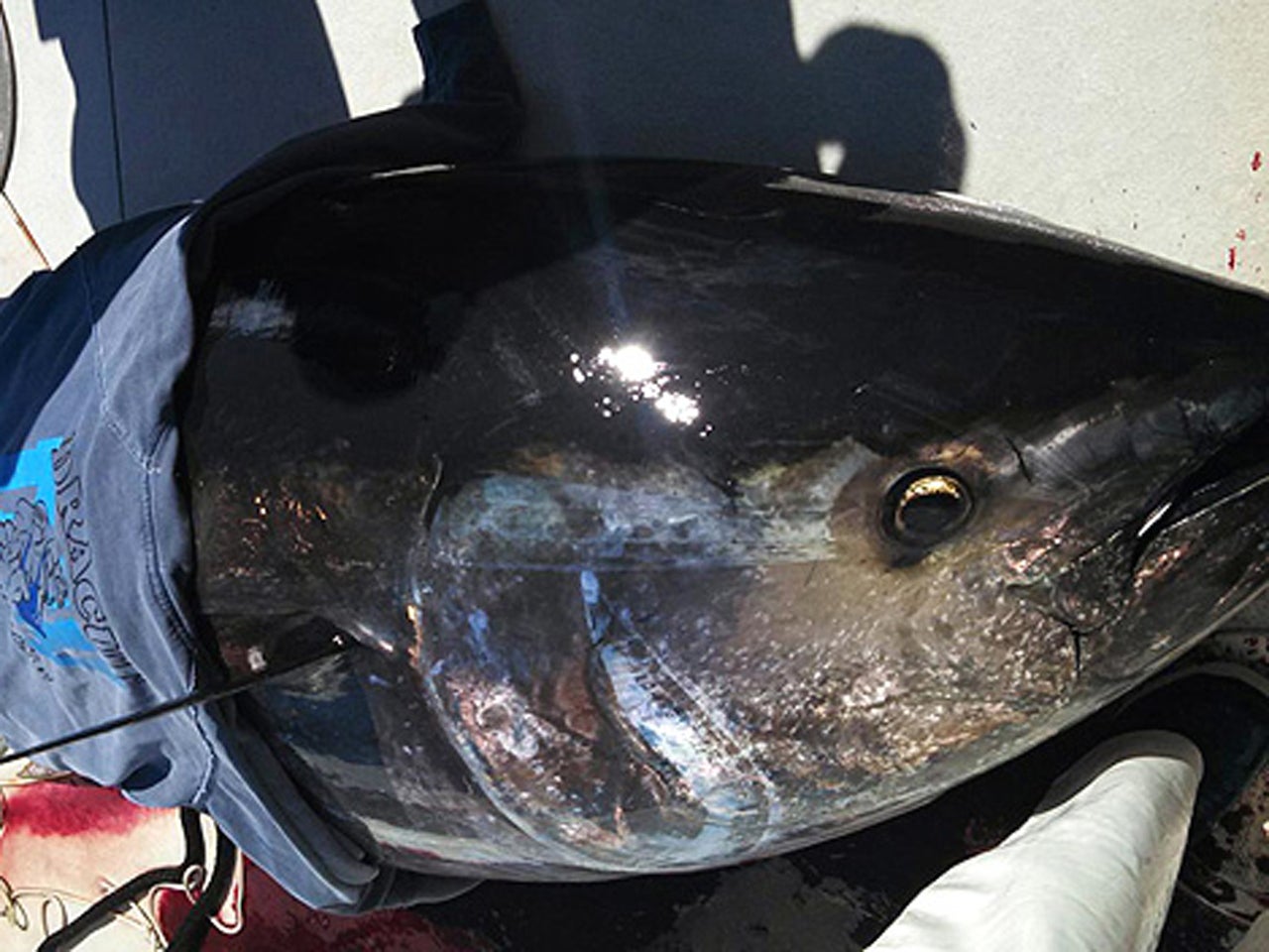 Fishermen engage in epic battle with 920-pound tuna in Massachusetts ...