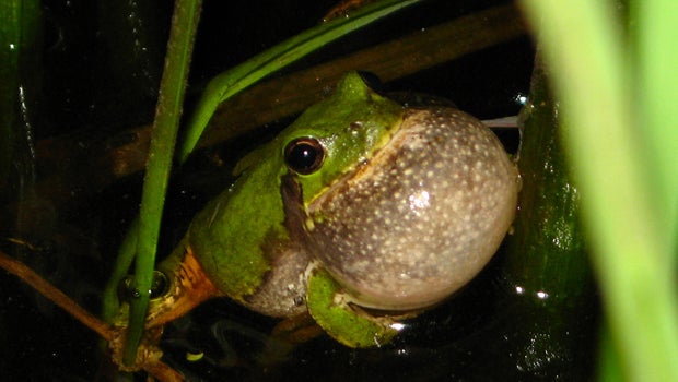 Female frogs prefer multitasking mates, study finds - CBS News