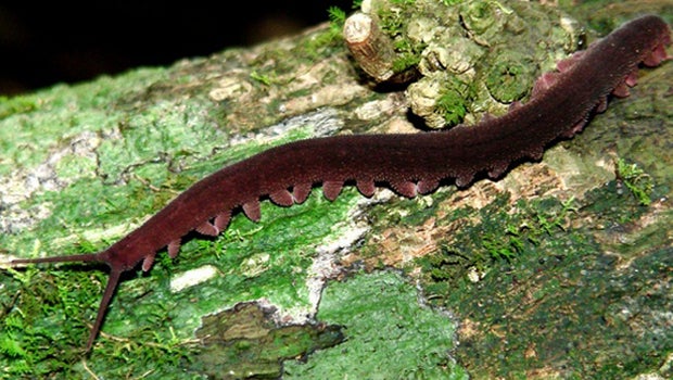 New glue-spitting velvet worm found in Vietnam - CBS News