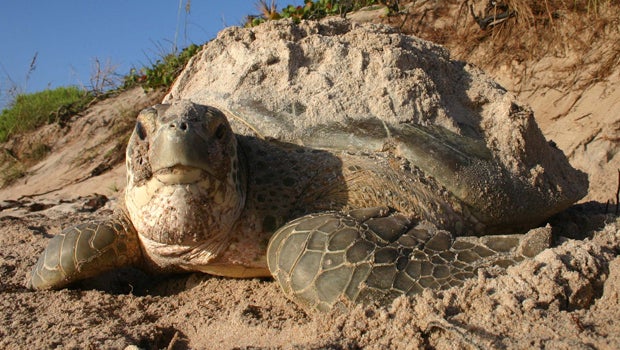 Threatened green sea turtle run over while nesting on Outer Banks ...
