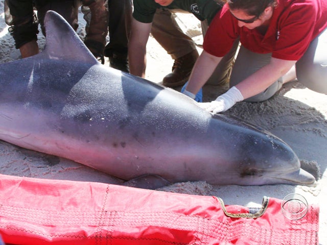 Virus named as culprit in dolphin die-off - CBS News