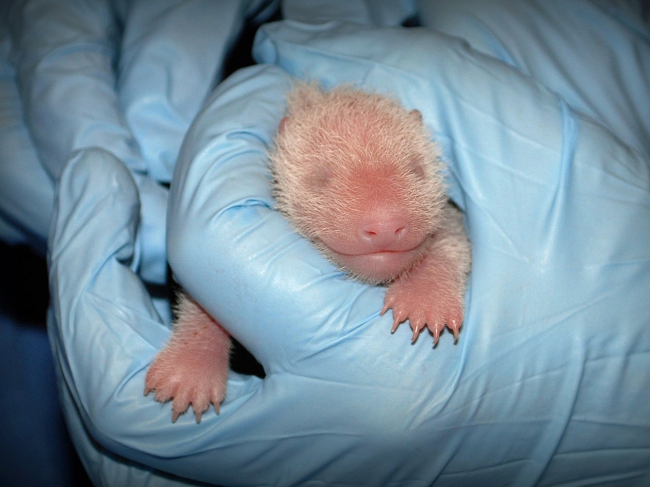 Panda cub at D.C. zoo "vibrant, healthy and active" - CBS News