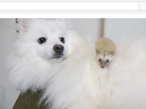 Unlikely (but adorable) BFFs: dog and hedgehog - CBS News