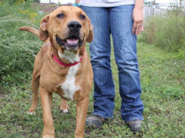 Dog with brick tied to leg rescued from Mich. river, $6K reward offered ...