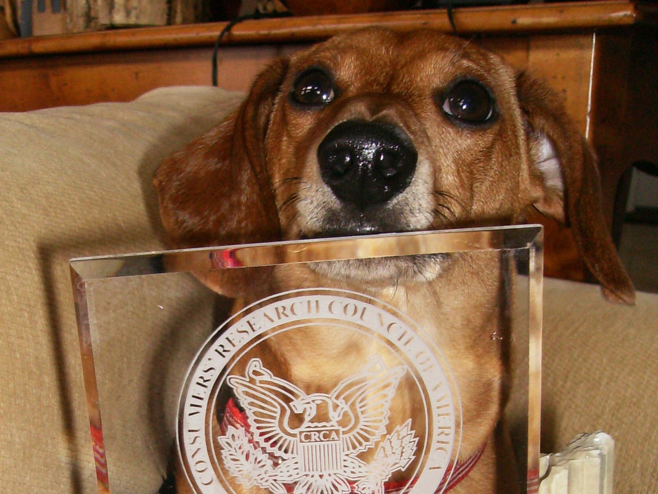 Dog nearly fetches prestigious financial advisor honor - CBS News