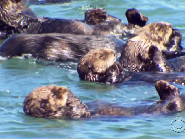 Against all odds, otters make a comeback in Calif. - CBS News