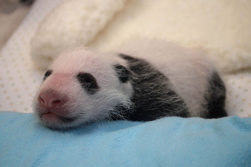 Name that panda: National Zoo asks public to vote on panda name - CBS News