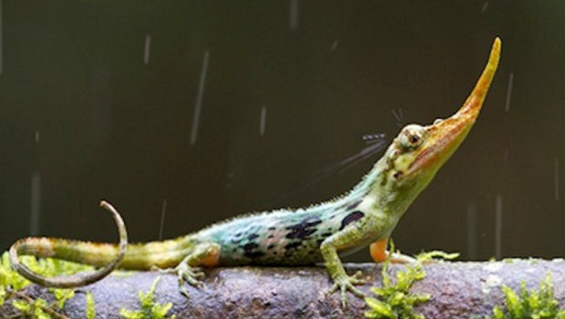 Once "extinct" pinocchio pokes his nose out - CBS News