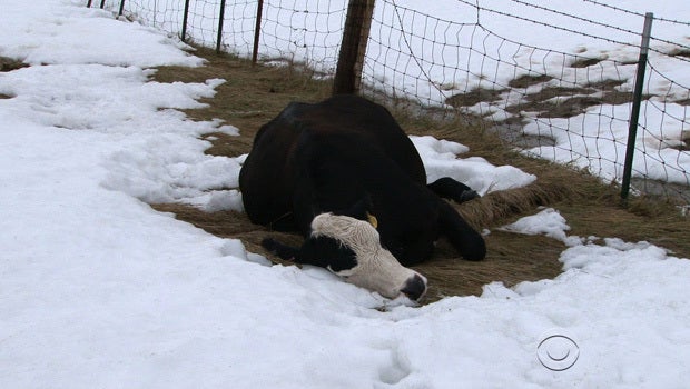 100,000 cattle feared dead after early South Dakota snowstorm - CBS News 100,000 cattle feared dead after early South Dakota snowstorm - CBS News