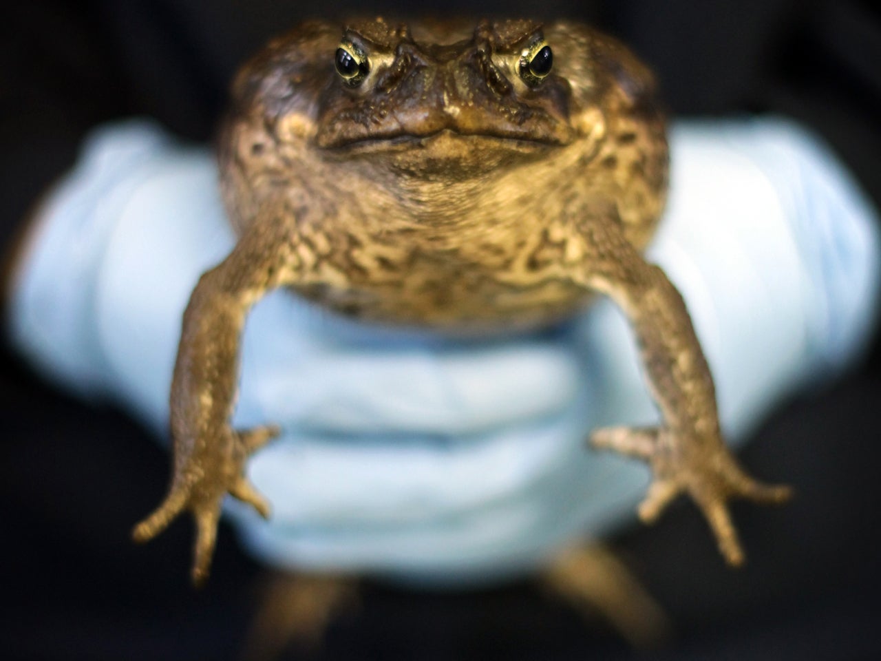 Roasted toads may have been part of prehistoric Britons' diet, new ...