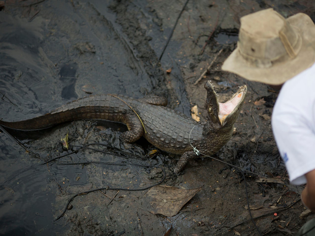 Rio's slithering creatures await 2016 Olympics visitors - CBS News