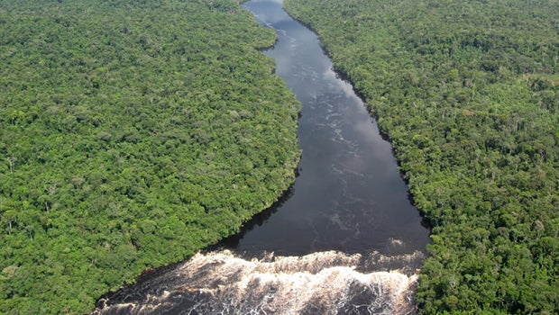 Study: Amazon Basin is home to about 16,000 tree species - CBS News