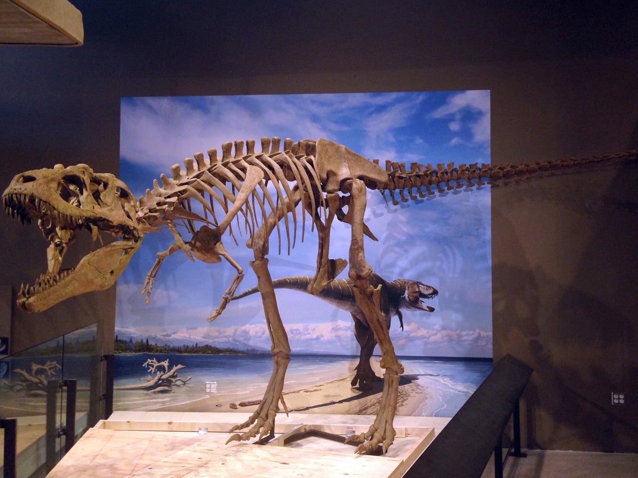 New tyrannosaur dinosaur fossils unveiled in Utah - CBS News