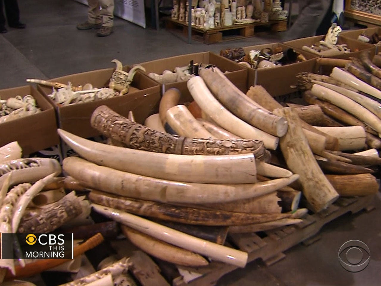 U.S. to crack down on ivory trafficking to protect elephants - CBS News