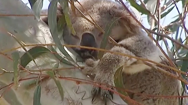 Bellowing koalas, therapy dogs and hibernating alligators this week in ...