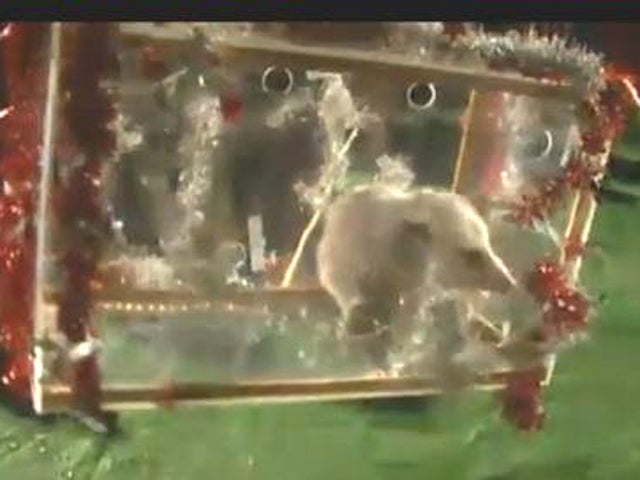 N.C. judge rules traditional new year's eve “possum drop” will go on ...