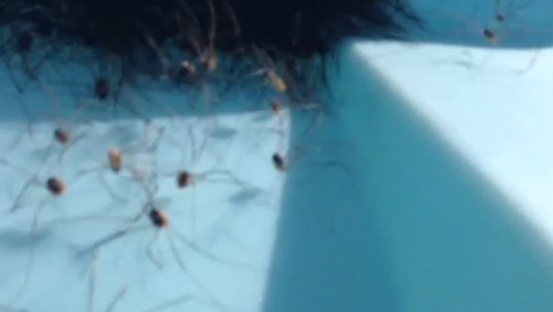 Spider Vine video goes viral - CBS News