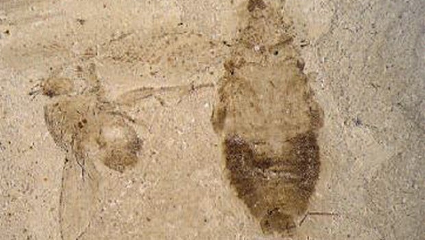 49-million-year-old cockroach fossil found - CBS News