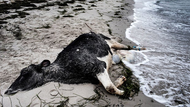 Dead cows stun beachgoers in Sweden, Denmark - CBS News