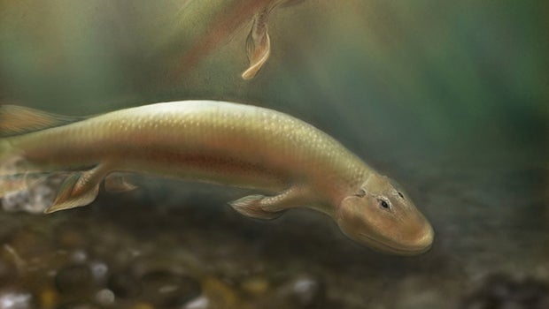 Strange ancient fish had front and back legs - CBS News