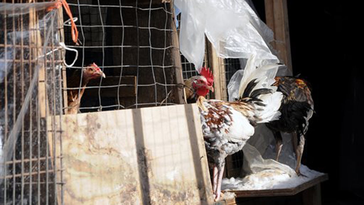 "Operation Angry Birds": 3,000 birds rescued in N.Y. cockfighting ring ...