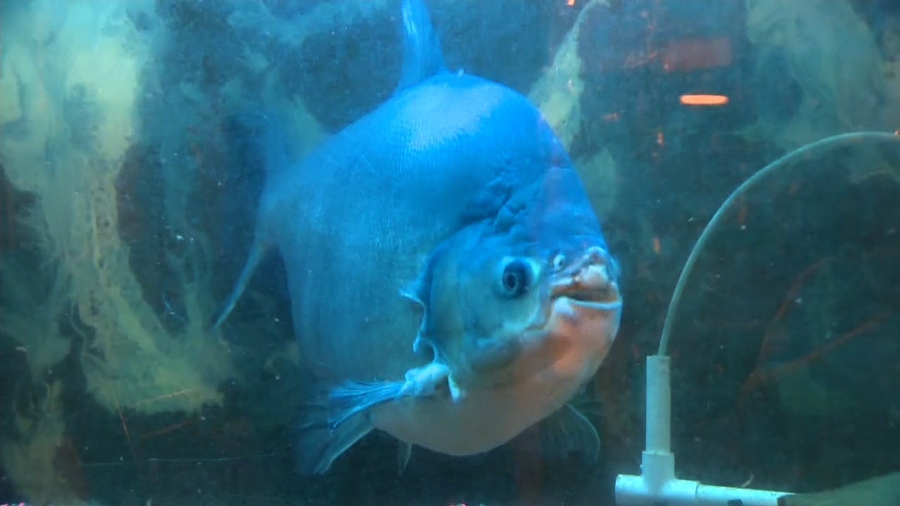 Rufus, a 37-year-old carrot-eating fish, gets new home thanks to online ...