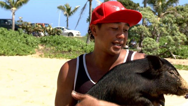 Surfing pig catches waves, turns heads in Hawaii - CBS News