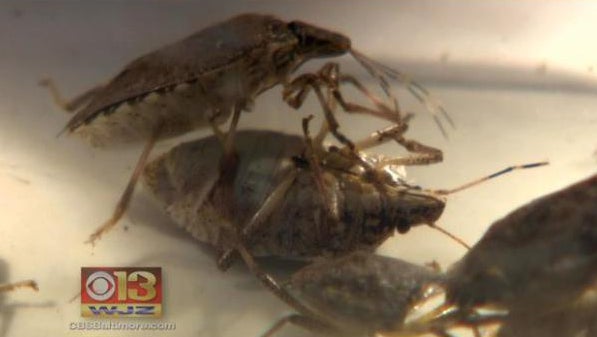 Cold weather may help quash invasive species Asian stink bug - CBS News