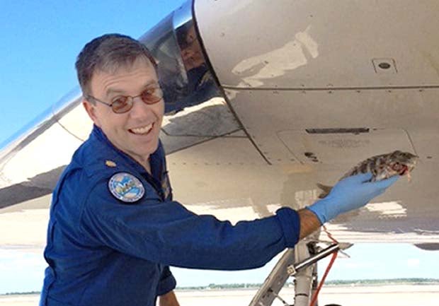 "Fish strike" stops jet's takeoff at Florida Air Force base - CBS News