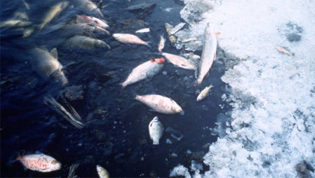 Harsh winter weather may have caused local fish to die off - CBS News
