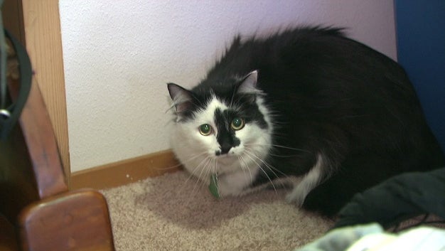 22-pound attack cat is now in Oregon shelter - CBS News