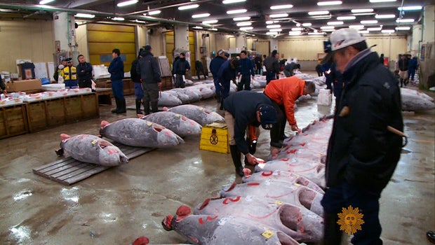 A tour of Tokyo's largest fish market - CBS News