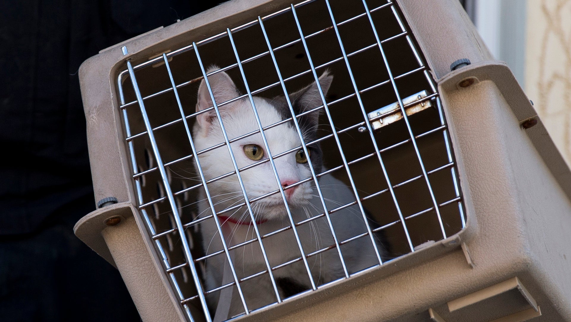 Officials remove 260 cats from Philadelphia home - CBS News