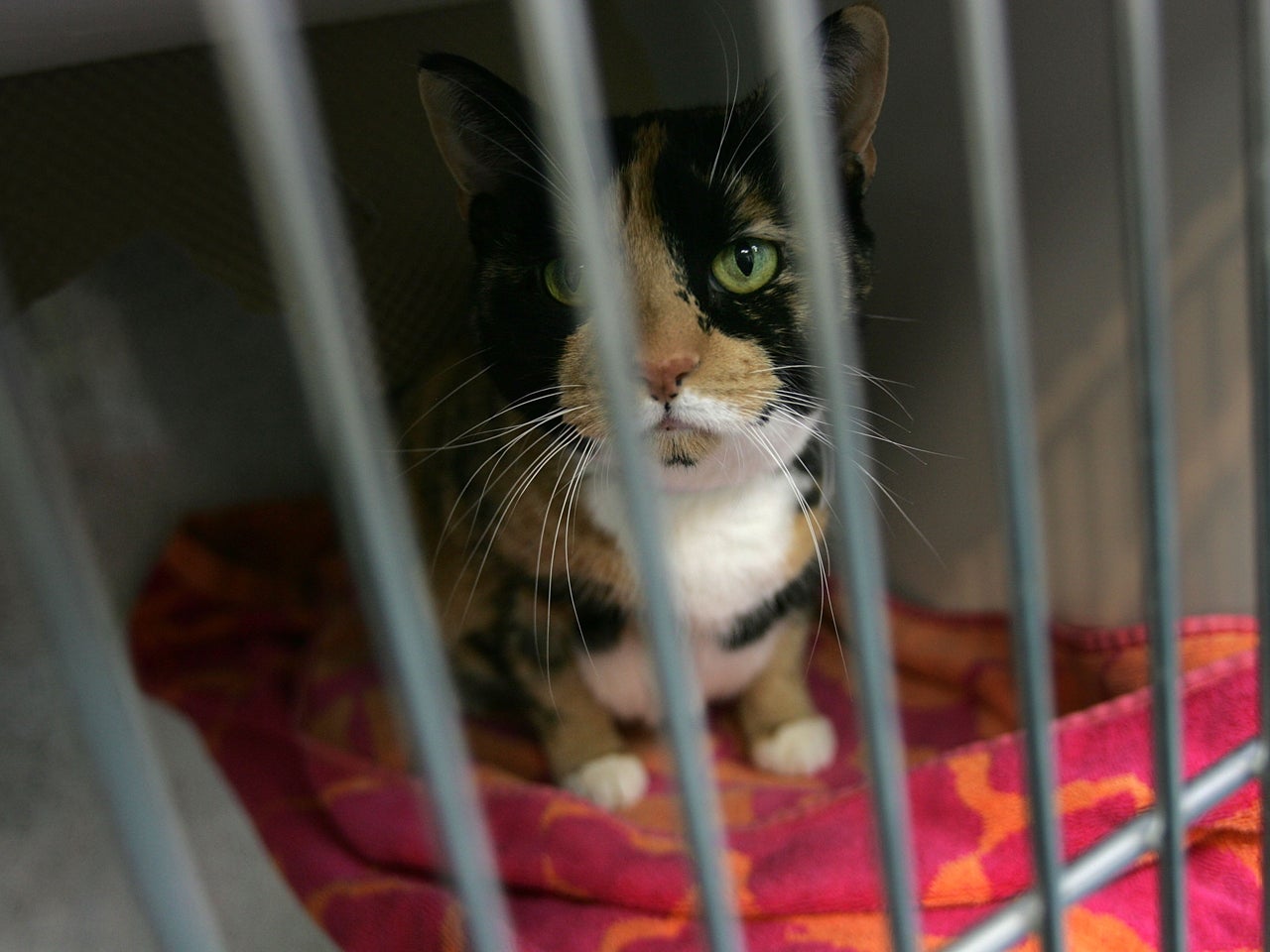 Two tuberculosis cases caused by house cat: U.K. - CBS News