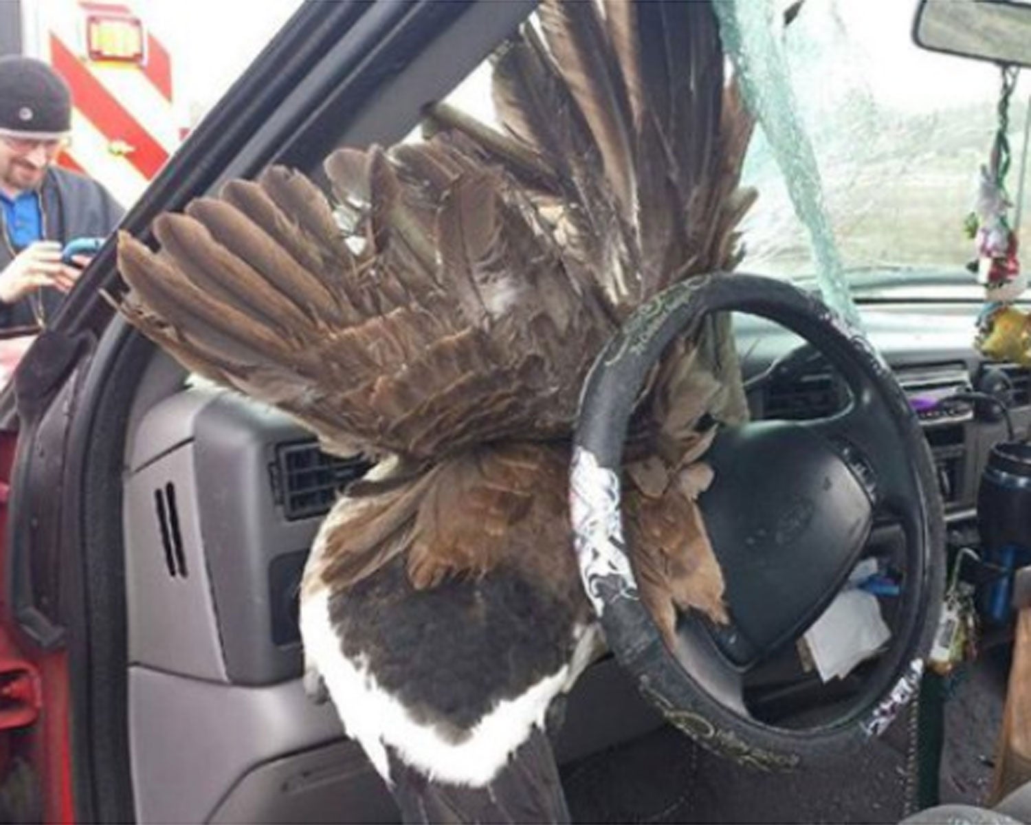 Duck, duck...goose! Big bird crashes through windshield of pickup ...