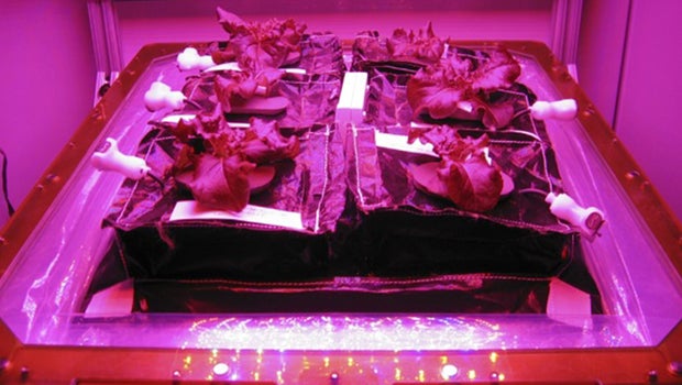 Astronauts to grow lettuce in space with NASA veggie farm - CBS News