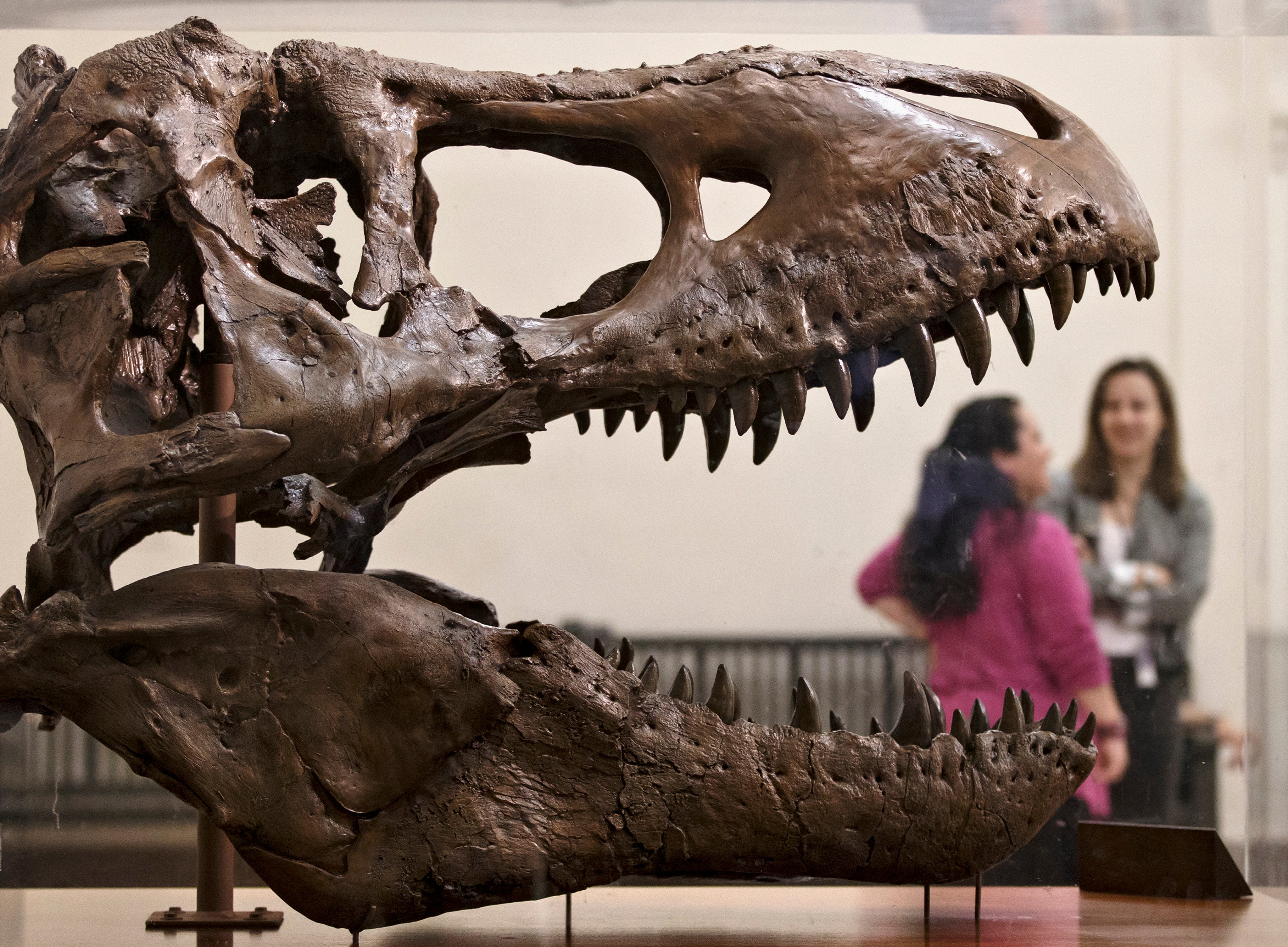New study rewrites history of dinosaur decline - CBS News