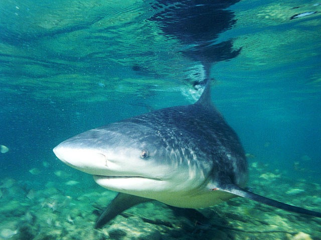 Modern sharks sleeker than their prehistoric ancestor, researchers say ...