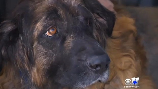 Dog found alive six months after it was supposedly euthanized - CBS News