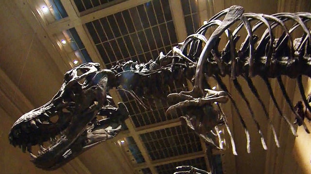 Tyrannosaurus Rex fossil arrives in its new Smithsonian home - CBS News