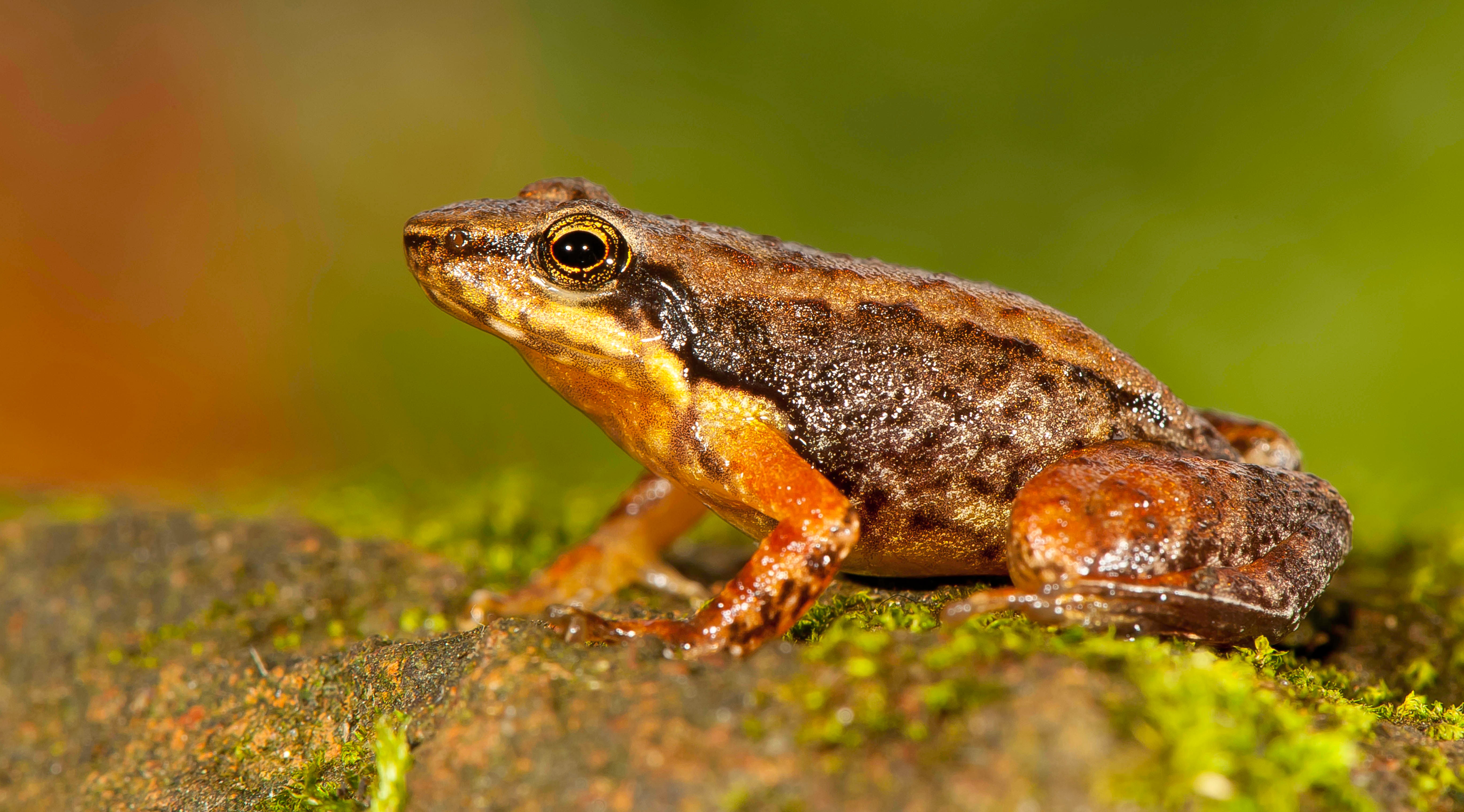 New frog species found in troubled Indian habitat - CBS News