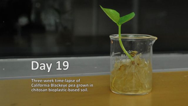 Environmentally-friendly bioplastic created from shrimp shells - CBS News