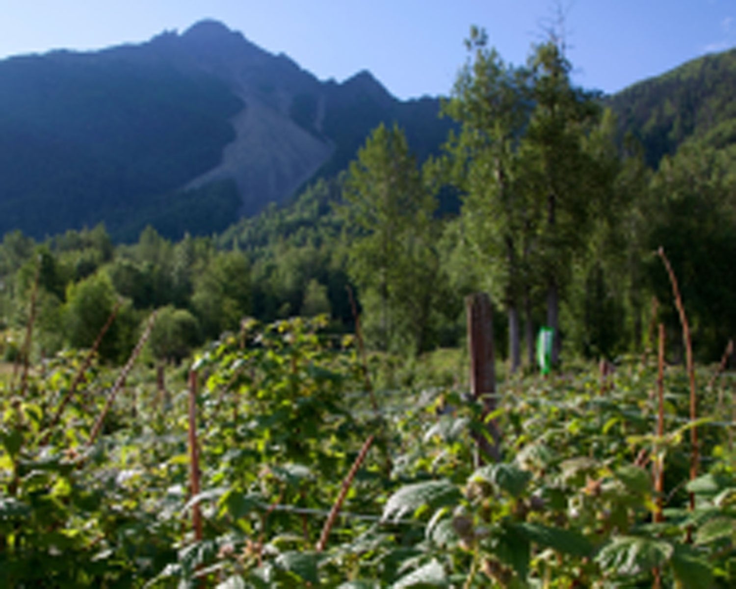 Thomas Cottam, Alaska man, accused of killing owner of raspberry farm ...