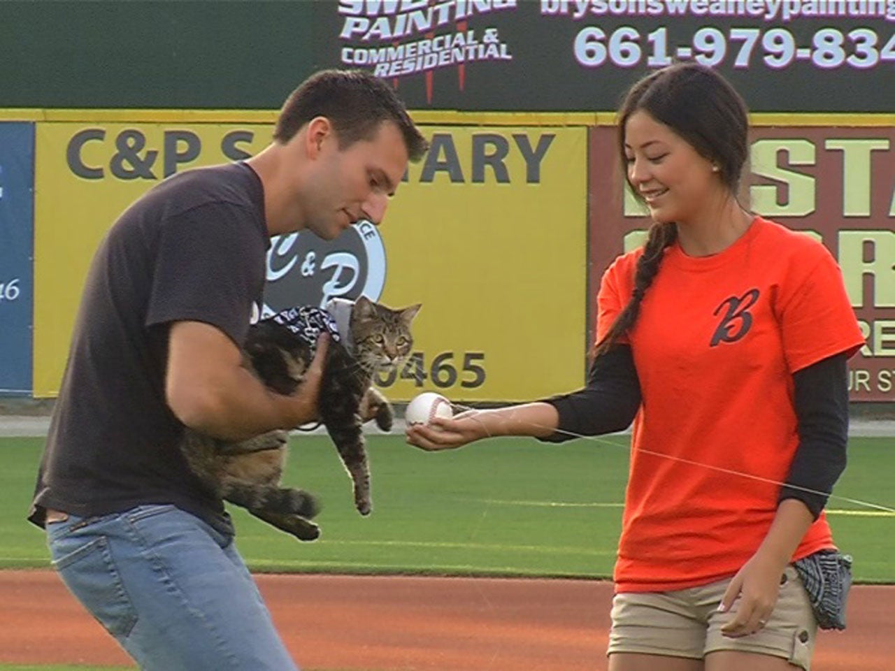 Hero cat "throws" first pitch at California baseball game - CBS News